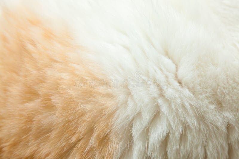 Close Up Fur of a Ginger Cat Stock Photo - Image of background, brown ...