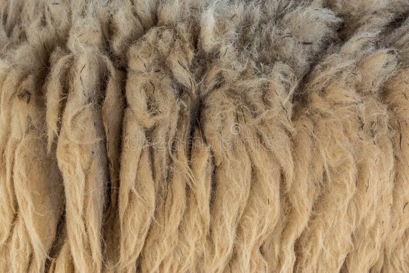 Fur Goat Texture Background Stock Photo - Image of material, element ...