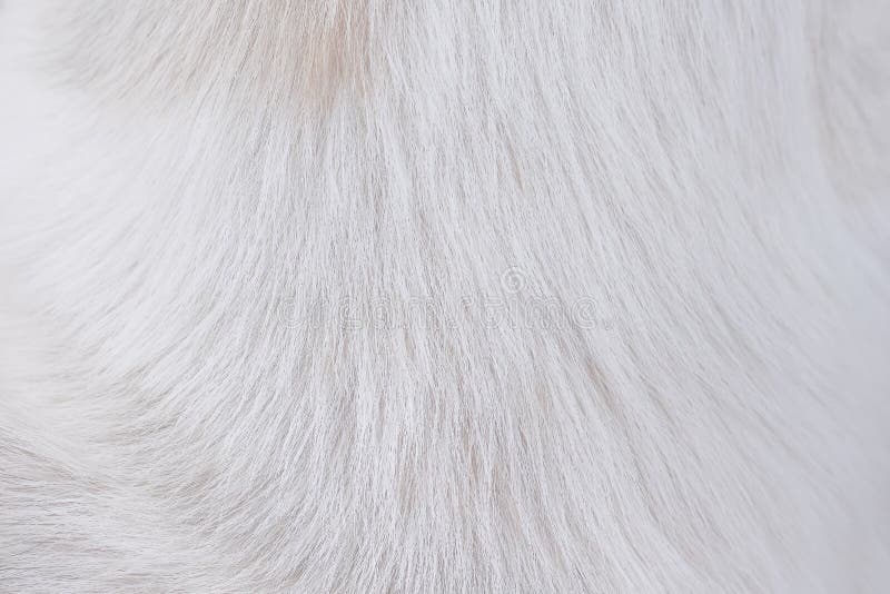 Fur Soft Smooth Texture Lines Patterns , White with Light Brown Dog ...