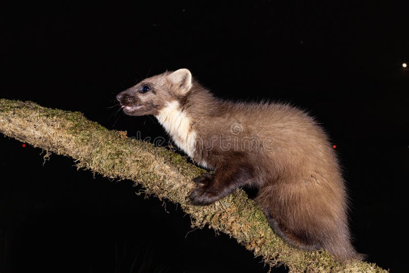 Close-up of a Furry Pine Marten (Martes Martes) Perched on a Long Tree ...