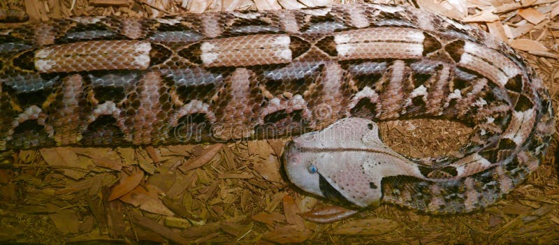 Brown Viper Snake Picture. Image: 97008584