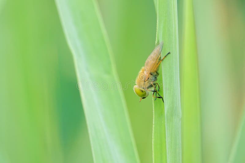 Gadfly stock photo. Image of gadflys, wildlife, horsefly - 25196846