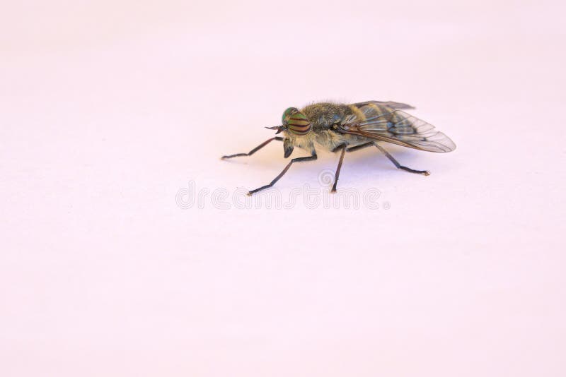 Gadfly stock image. Image of closeup, oculi, insects - 249428353