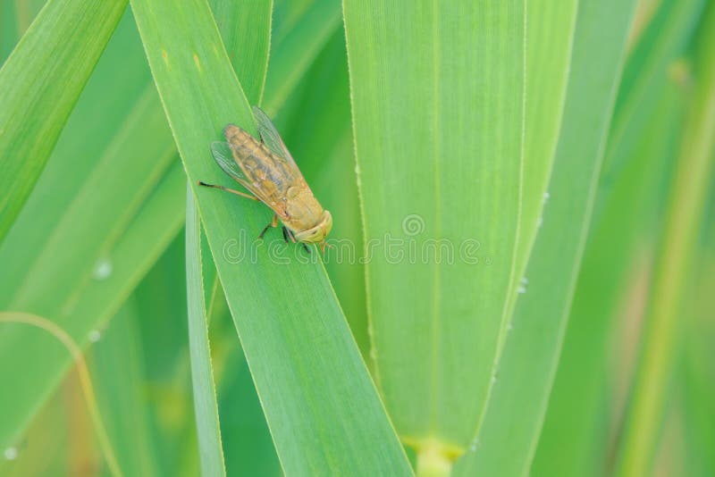 Gadfly stock image. Image of animals, wild, tabanus - 190294181