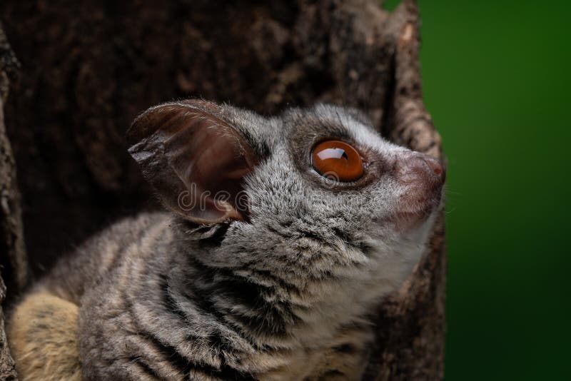 Close-up of a Galago Bush Baby Perched on a Tree Stock Image - Image of ...