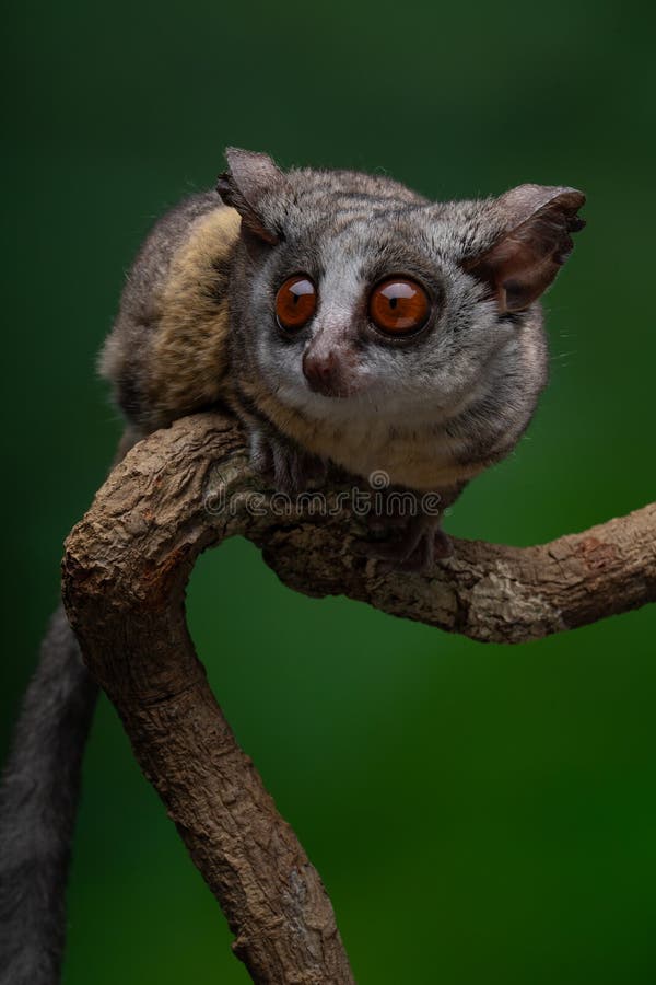 Close-up of a Galago Bush Baby Perched on a Tree Stock Photo - Image of ...