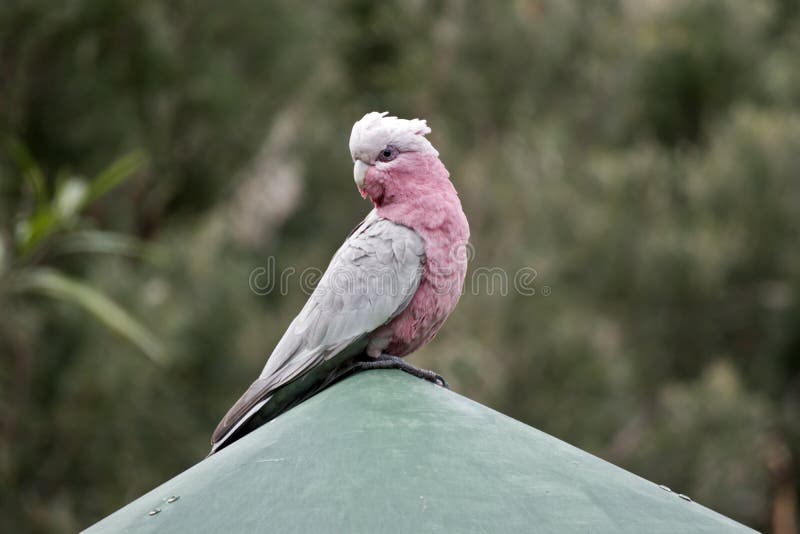 Galah stock image. Image of cockatoo, bird, feathers - 102105671