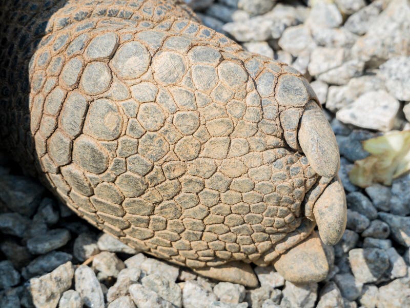 Close Up of a Galapagos Tortoise Foot Stock Image - Image of color ...