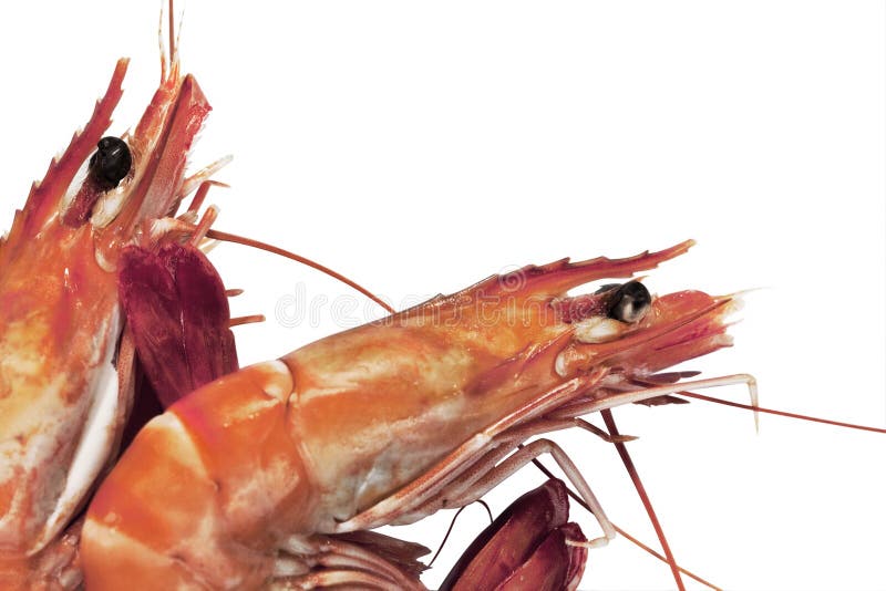 Fish and shrimp stock photo. Image of cuisine, juice - 21592366