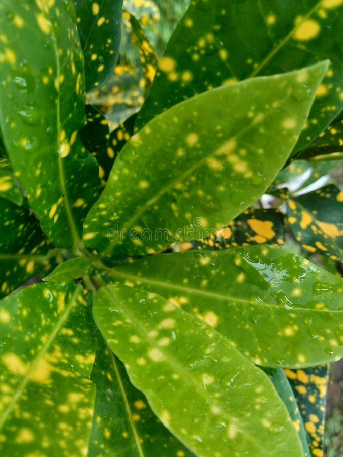 Close Up of Codiaeum Variegatum with Large Bright Yellow Leaves ...