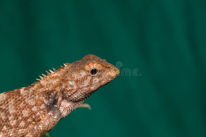 Close up garden lizard stock image. Image of forest - 186818489