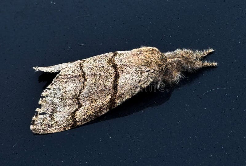 Close-up of a Garden Moth Showcasing Detailed Head and Wings Stock ...