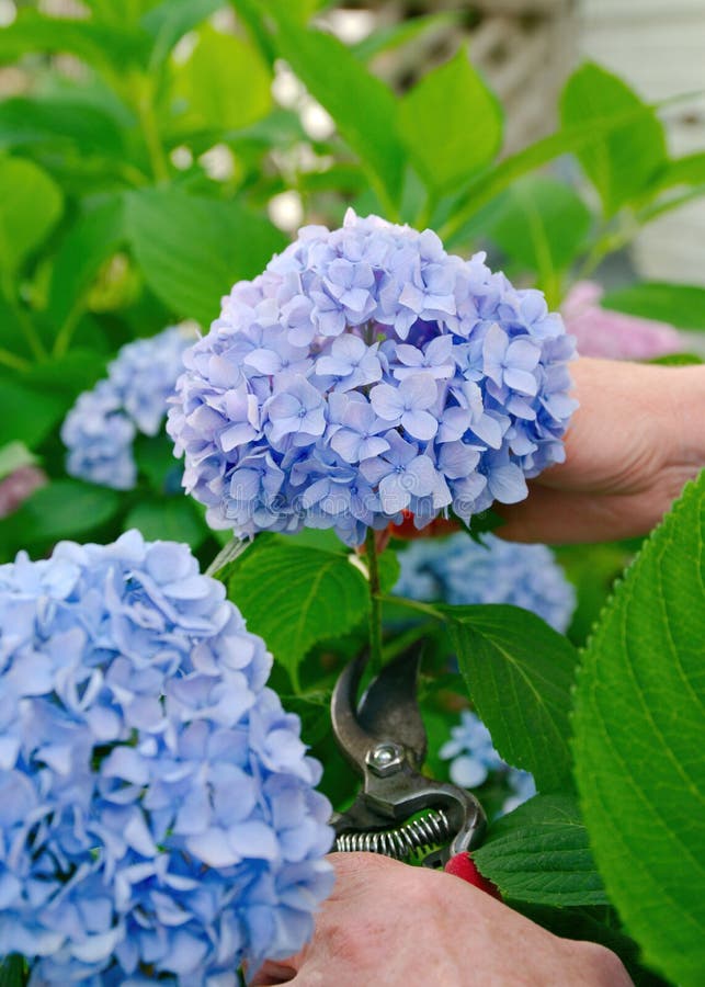 Close-up of a Gardener Cutting a Blue Hydrangea Flower Stock Image ...