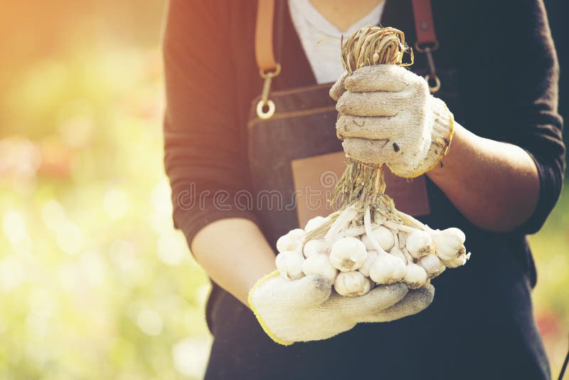 Gardener Hand Holding Garlic Stock Photo - Image of health, nutrition ...