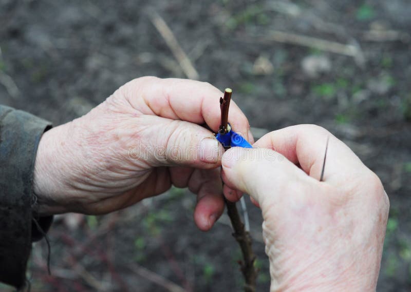 Grafting Tools: a Gardener is Grafting a Fruit Tree Using a Grafting ...