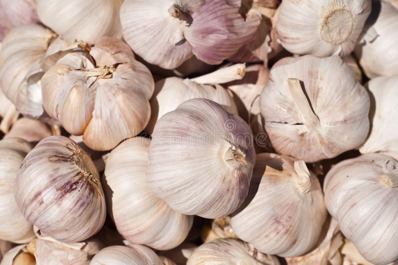 Close up of garlic stock photo. Image of food, garden - 22800536
