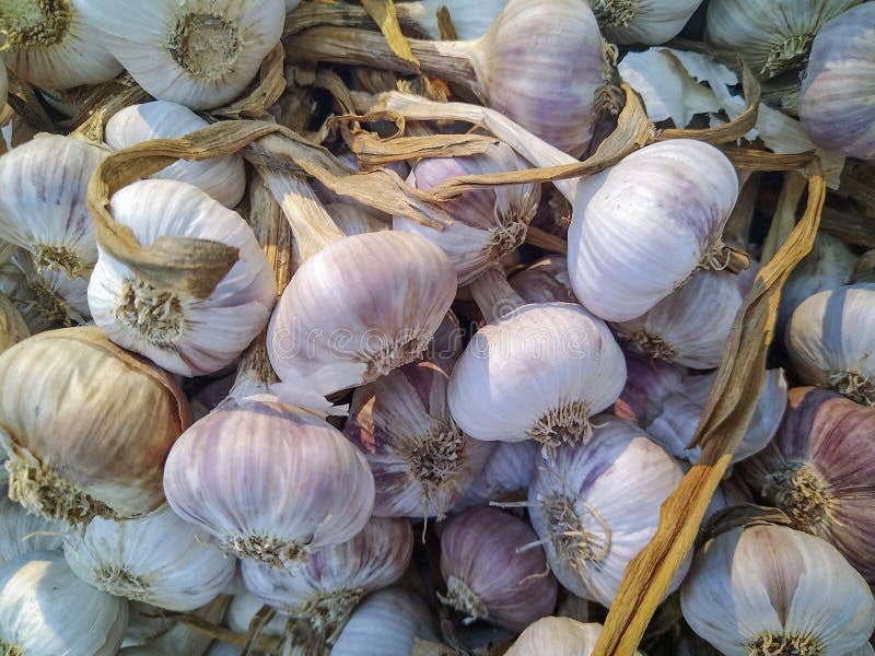 Close Up of Garlic Bulbs in Rustic Light Stock Illustration ...
