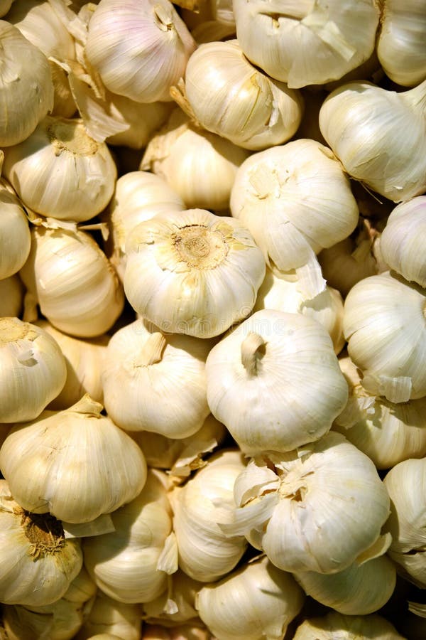 Close up garlic stock image. Image of diet, gourmet - 159242525