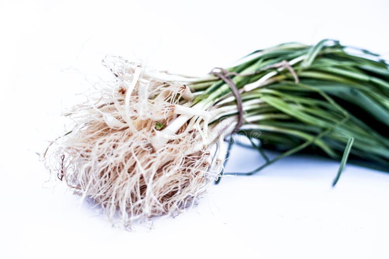 Close Up of Garlic Shoots or Spring Garlic or Young Garlic or Baby ...