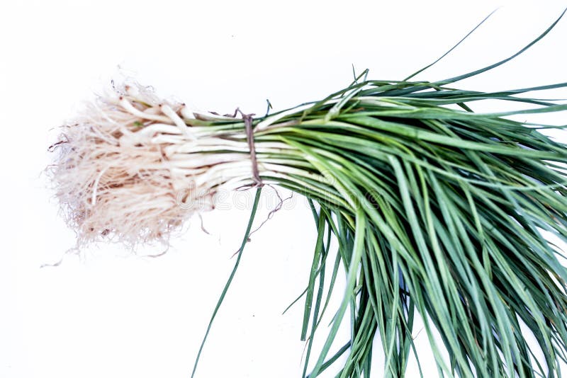 Close Up of Garlic Shoots or Spring Garlic or Young Garlic or Baby ...