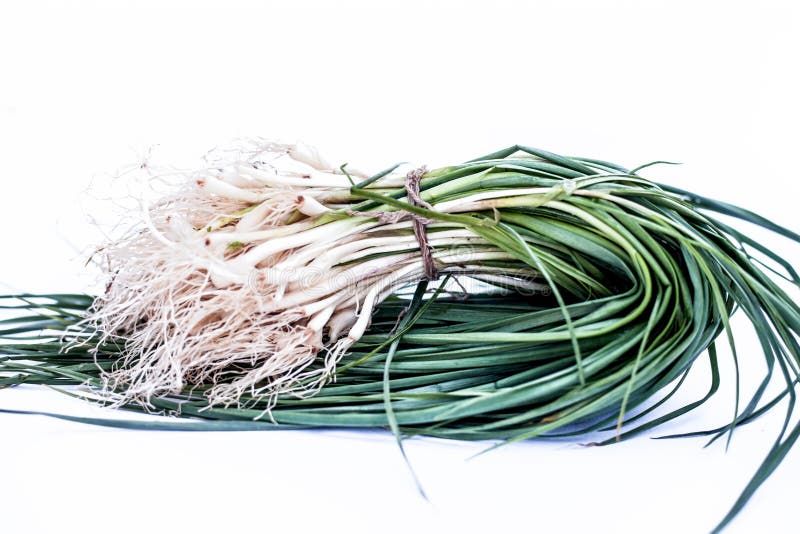 Close Up of Garlic Shoots or Spring Garlic or Young Garlic or Baby ...