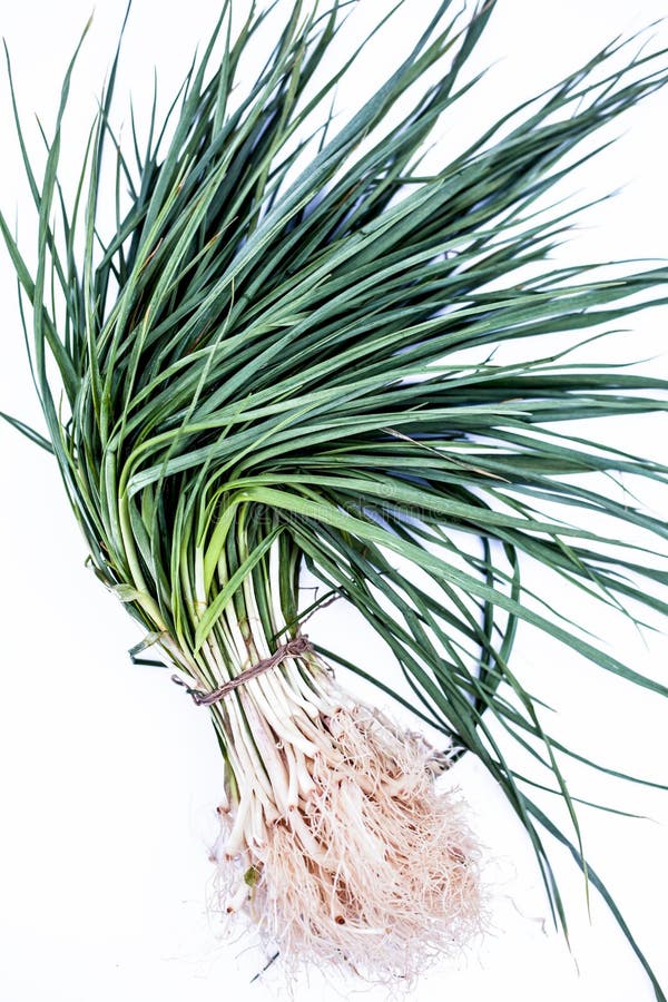 Close Up of Garlic Shoots or Spring Garlic or Young Garlic or Baby ...