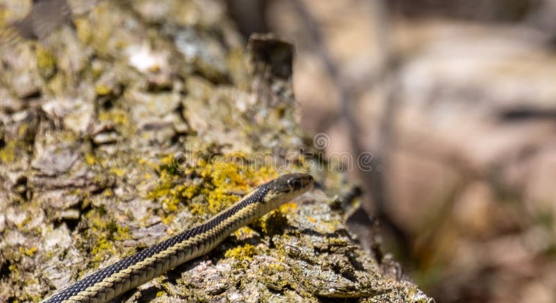 Close-up of a Garter Snake Crawling on a Tree Stock Photo - Image of ...