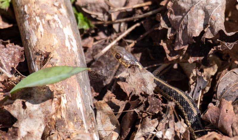 Close-up of a Garter Snake in Dried Leaves Stock Image - Image of fauna ...