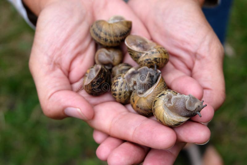 Two snails on a hand stock photo. Image of snails, slippery - 139607292