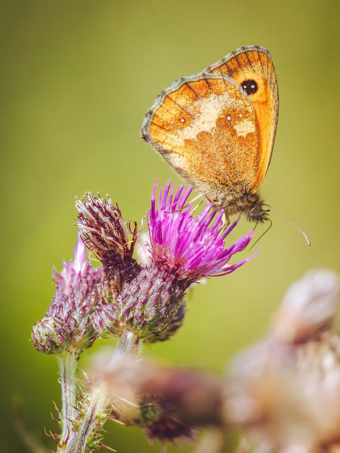 A Close-up of a Gatekeeper Butterfly Stock Image - Image of resting ...