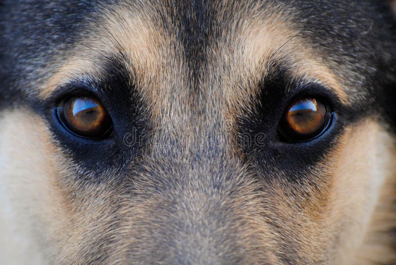 What Color Are German Shepherds Eyes
