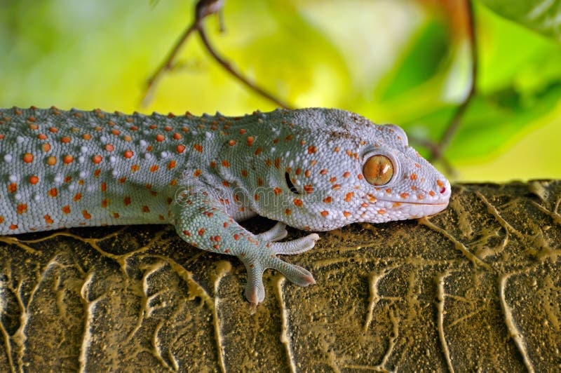 Union Island Gecko / Gonatodes Daudini Stock Image - Image of grenada ...