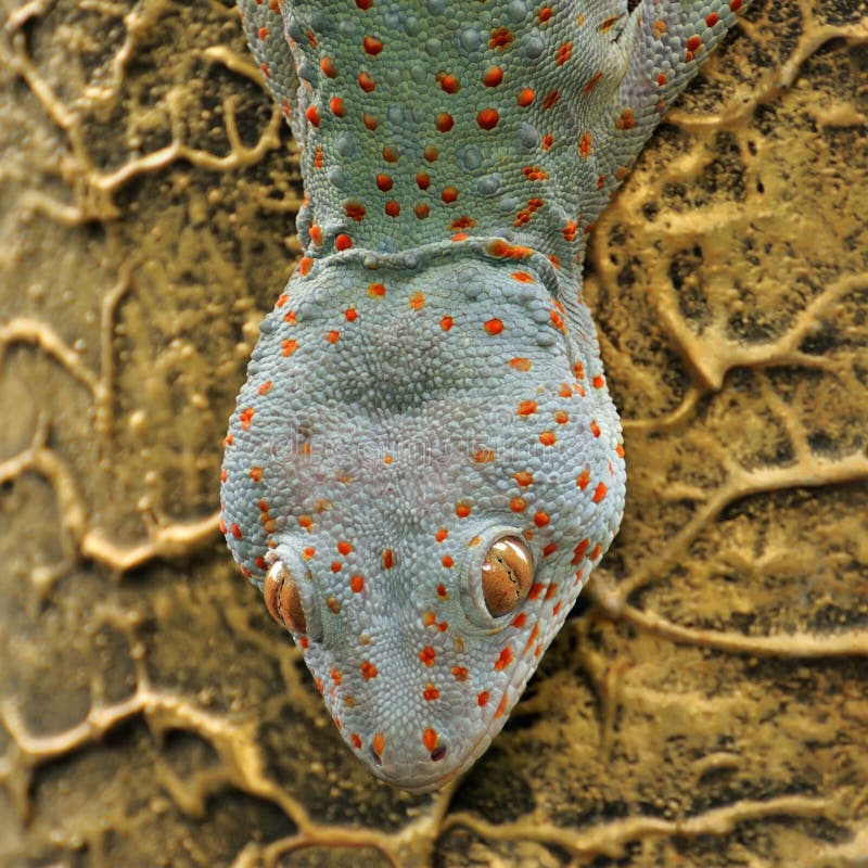 Close up gecko head stock image. Image of nature, domestic - 20854245