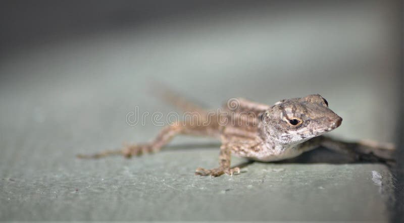 Close Up of Gecko Lizard on Wall. Stock Photo - Image of nature, stripe ...