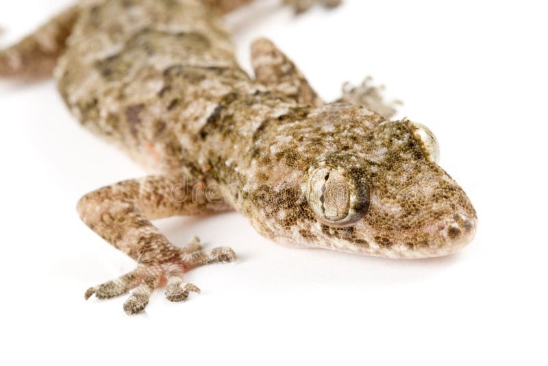 Close up of a gecko stock image. Image of habitat, white - 38602239