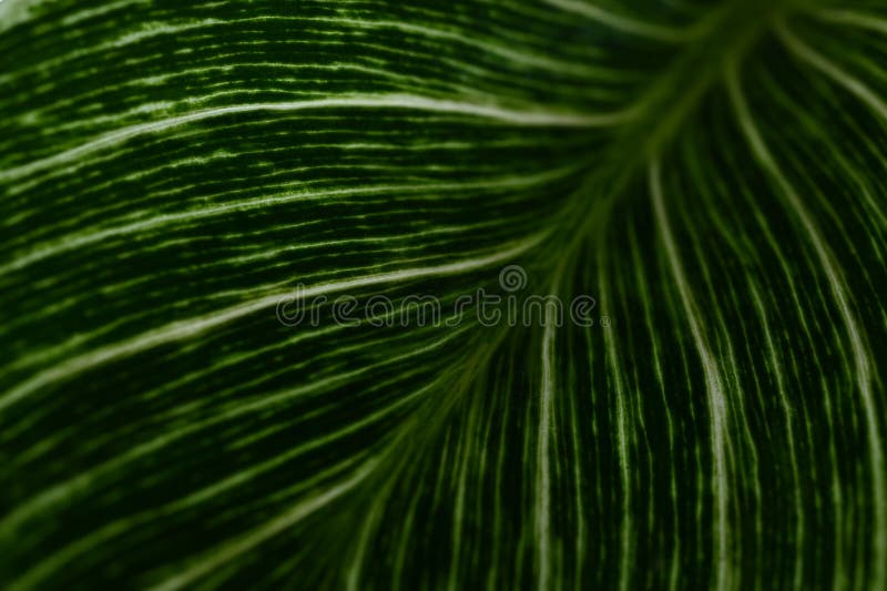 Close Up Detail and Texture of Striped Green Leaf, Natural Background ...