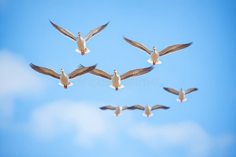 Close-up of Geese in V-formation Against a Blue Sky Stock Illustration ...