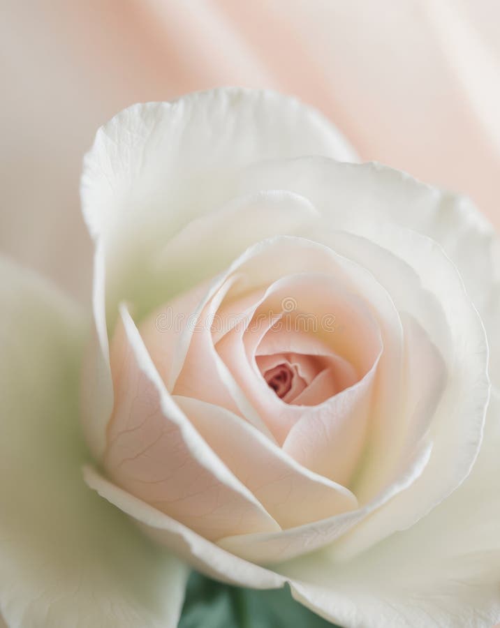Close Up of the Gentle Beauty of the Soft Touch of Rose Petals Stock ...