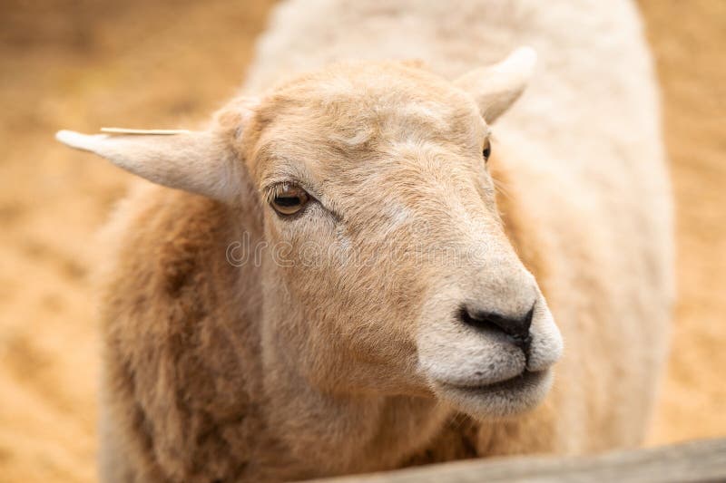 Close-up of a Gentle Sheep on a Sunny Farm Stock Photo - Image of ...