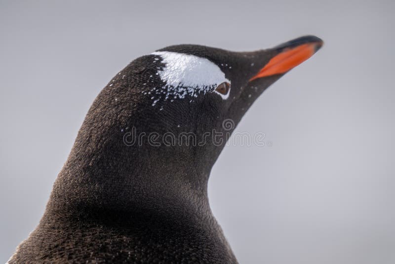 Close-up of Gentoo Penguin Head from Behind Stock Photo - Image of ...