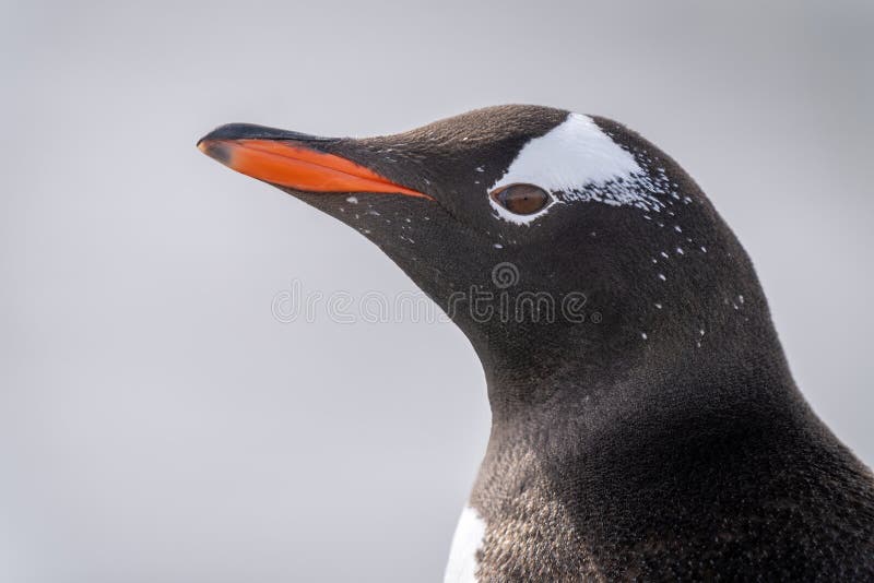 1,037 Profile Penguin Photos - Free & Royalty-Free Stock Photos from ...