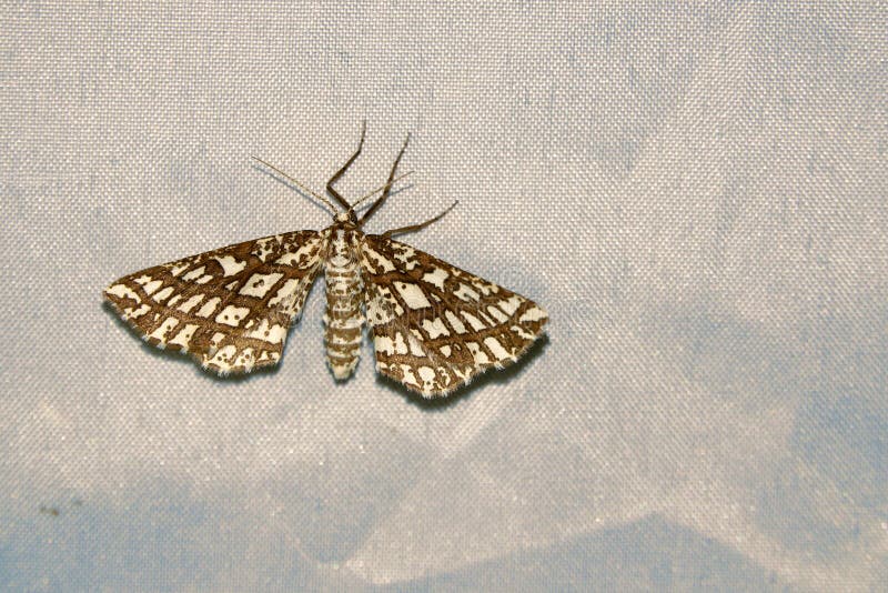 Geometrid moth stock photo. Image of stripe, insects - 252566698