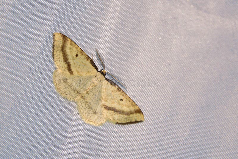 Geometrid moth stock photo. Image of lepidoptera, insect - 249596844