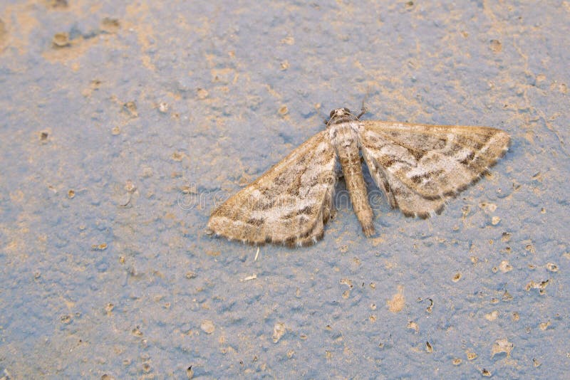 Geometridae moth stock image. Image of nature, lepidoptera - 249119591