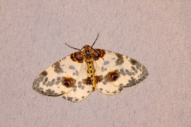 Geometridae moth stock photo. Image of wild, wildlife - 249122000