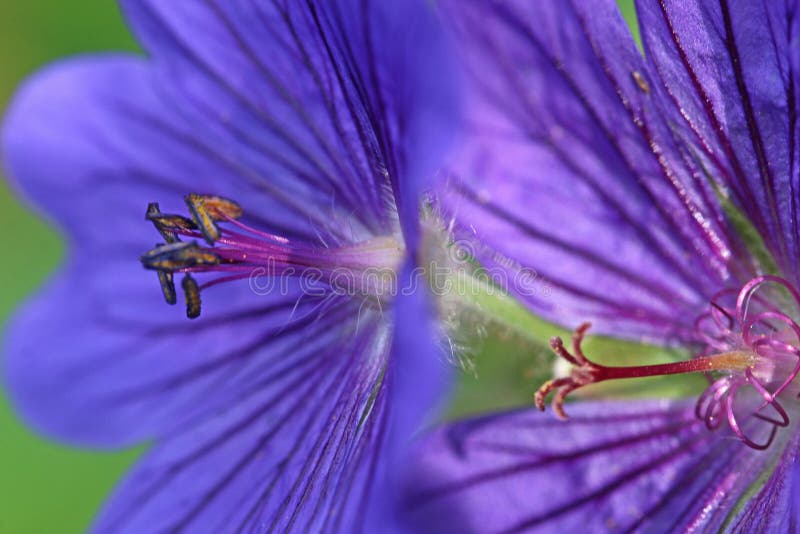 Close Up of a Geranium Flower Stock Photo - Image of flowers, beauty ...
