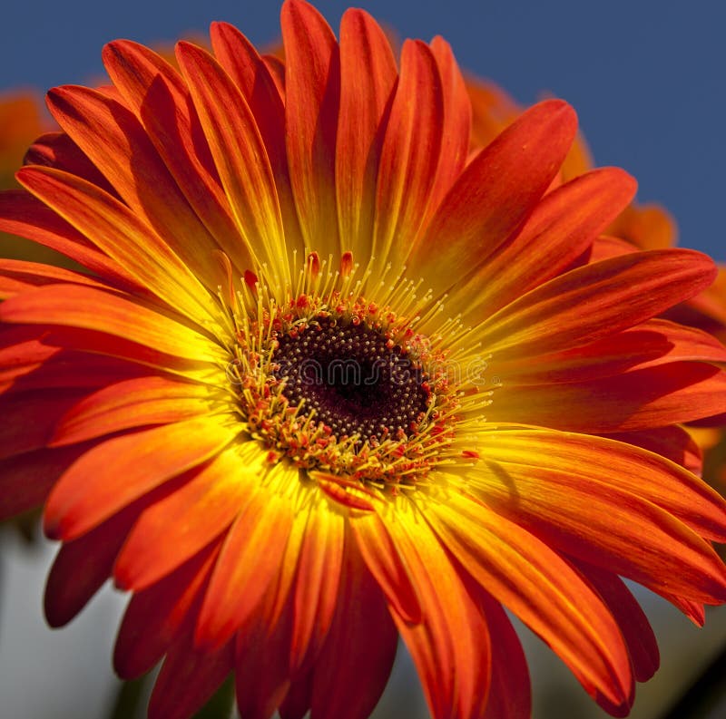 Gerber Daisy in Black and White Stock Photo - Image of gerber, single ...