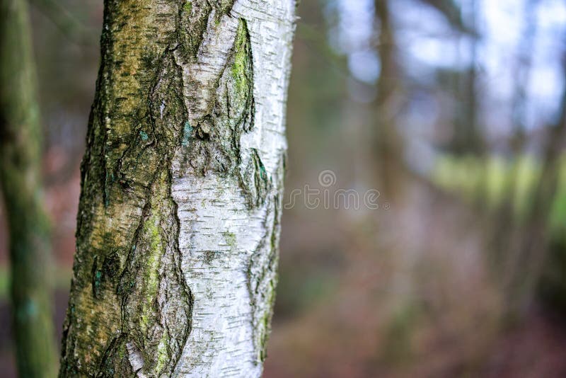 Close-up of a German Birch Tree in a Forest Stock Image - Image of ...