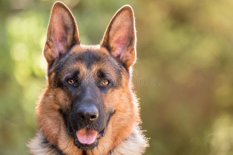 A Close Up of a German Shepherd Dog in a Forest. Stock Image - Image of ...