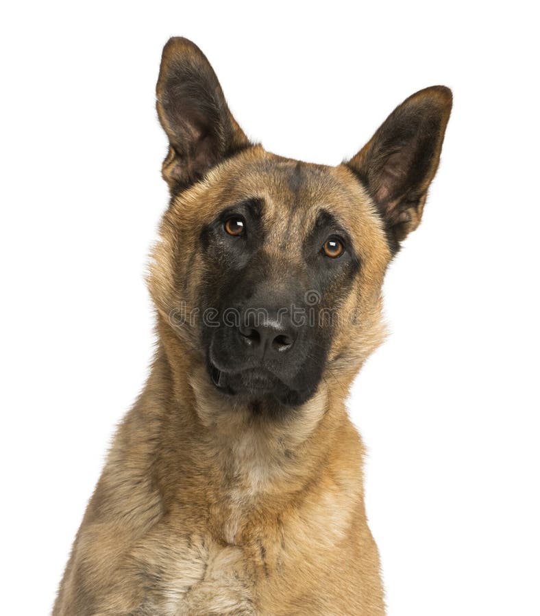 CLose-up of a German Shepherd, Facing Stock Image - Image of mammal ...